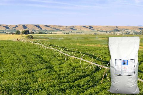 Gophers Archives - RCO International - Rodent Baits for Mole and Gopher ...