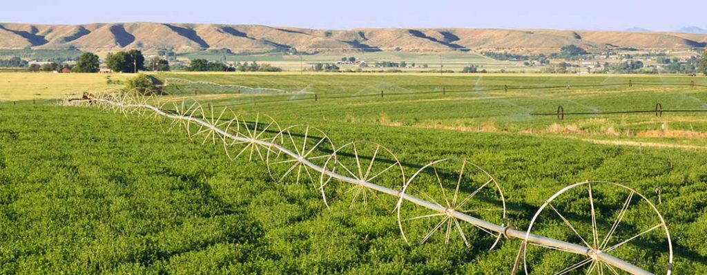 RCO Omega Strychnine Gopher Bait - Effective Rodent Baits to Control ...