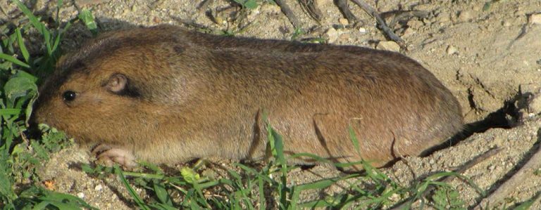 Avalon Mixed Grain Gopher Bait - RCO International - Rodent Baits for ...